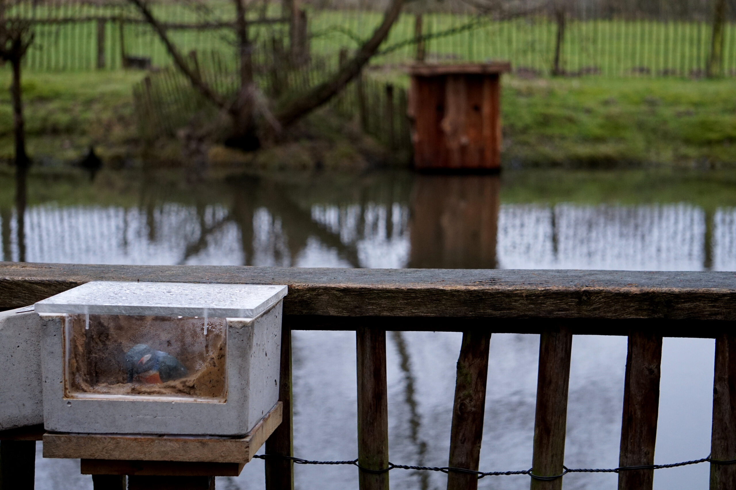 Zu Besuch im Tierpark Nordhorn – Das Eisvogelprojekt - Ems Vechte Welle