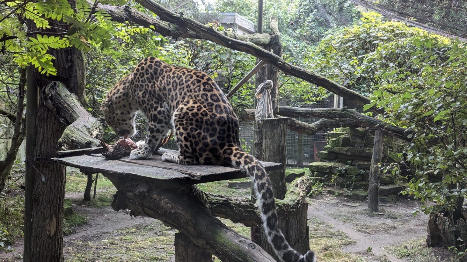 Zu Besuch im Tierpark Nordhorn: Ein Leopard in der Box - Ems Vechte Welle