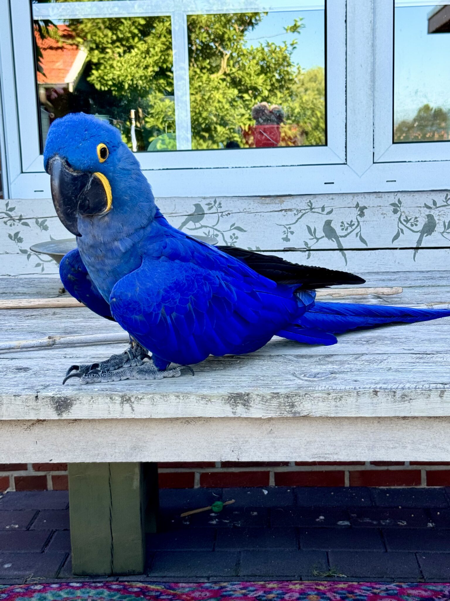 Seltener Hyazinth-Ara bei Wilsum entflogen – Sichtung weiterhin offen ...